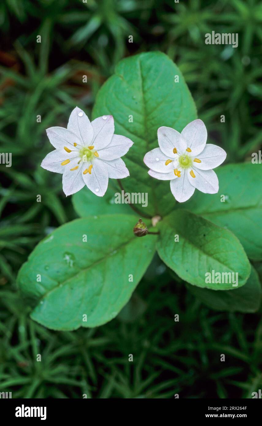 Seven-pointed Star its name refers to the flower with seven petals ...