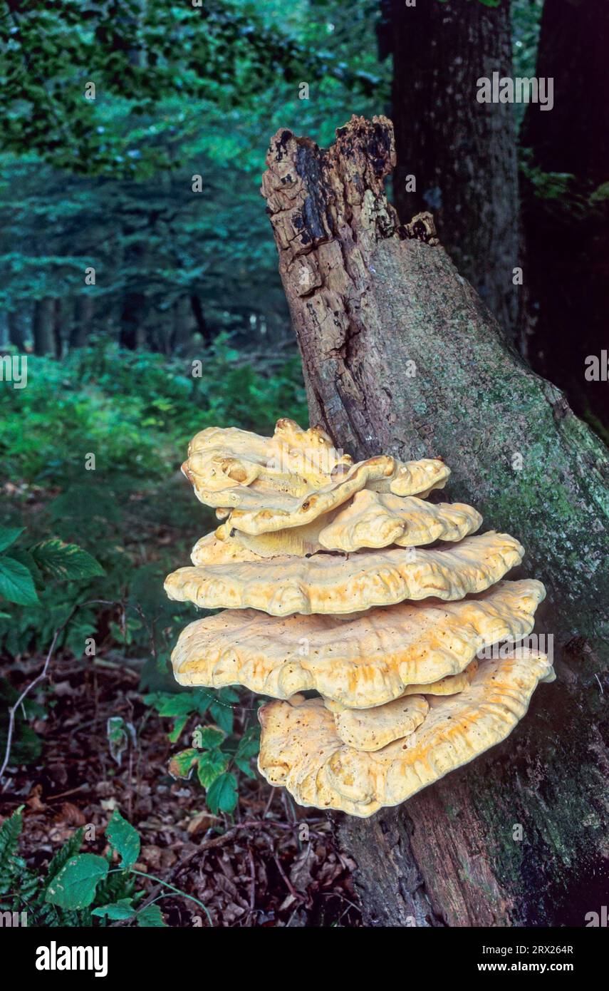 Sulphur Polypore (Laetiporus sulphureus) is edible in juvenile stage ...
