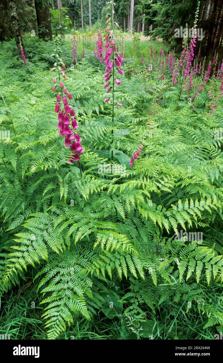 Common foxglove (Digitalis purpurea) all parts of the plant are highly ...