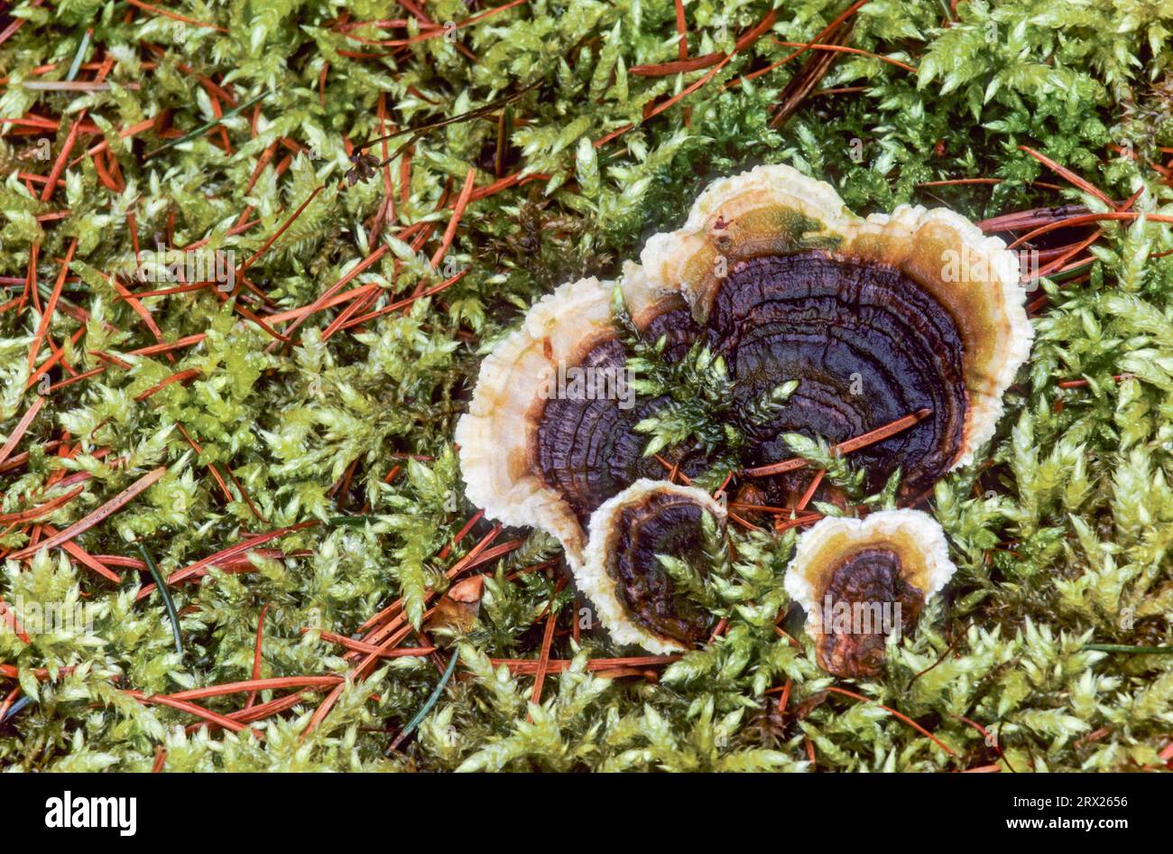 Velvety layer fungus (Stereum subtomentosum) becomes greenish with age ...