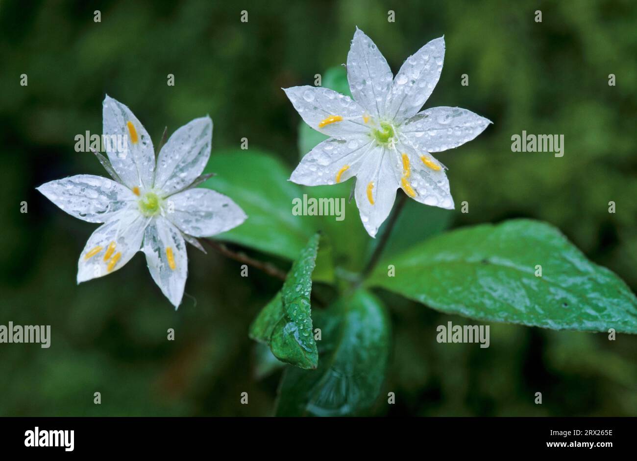 Seven-pointed Star its name refers to the flower with seven petals ...