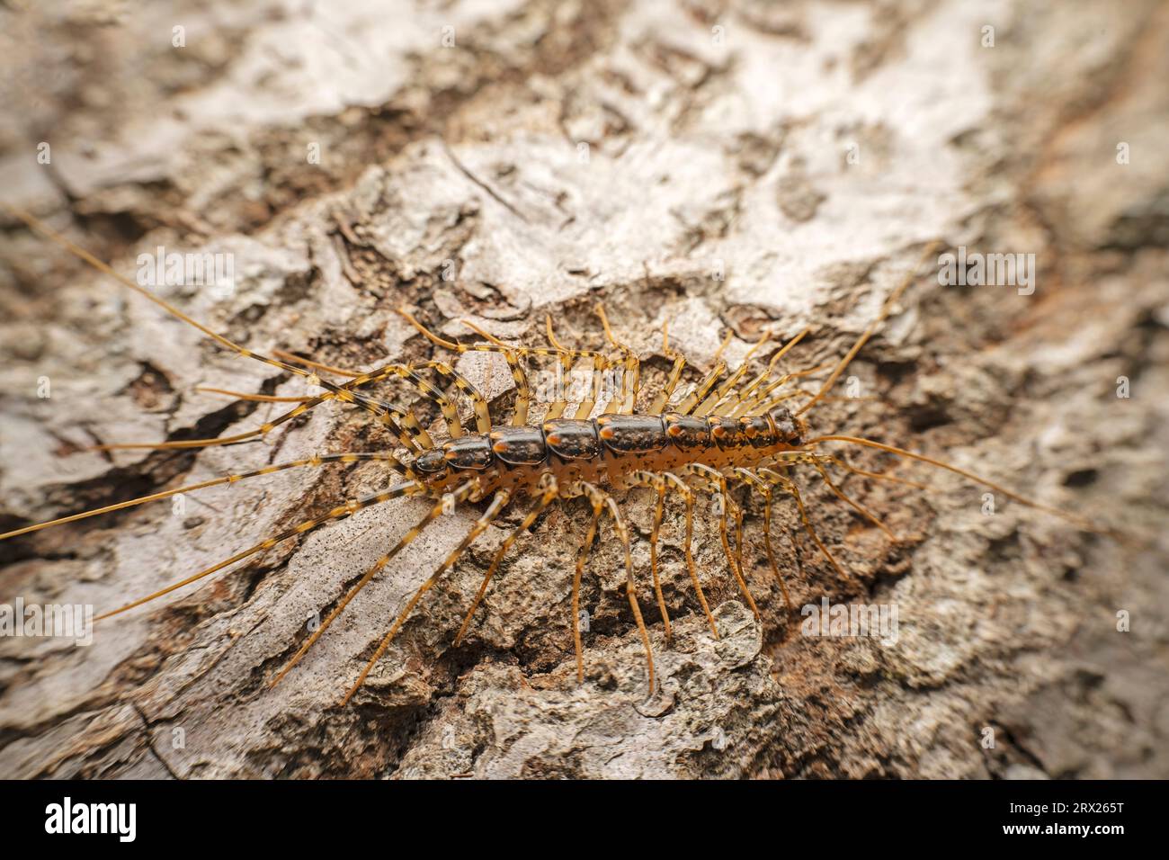 common house centipede in the wild state Stock Photo - Alamy