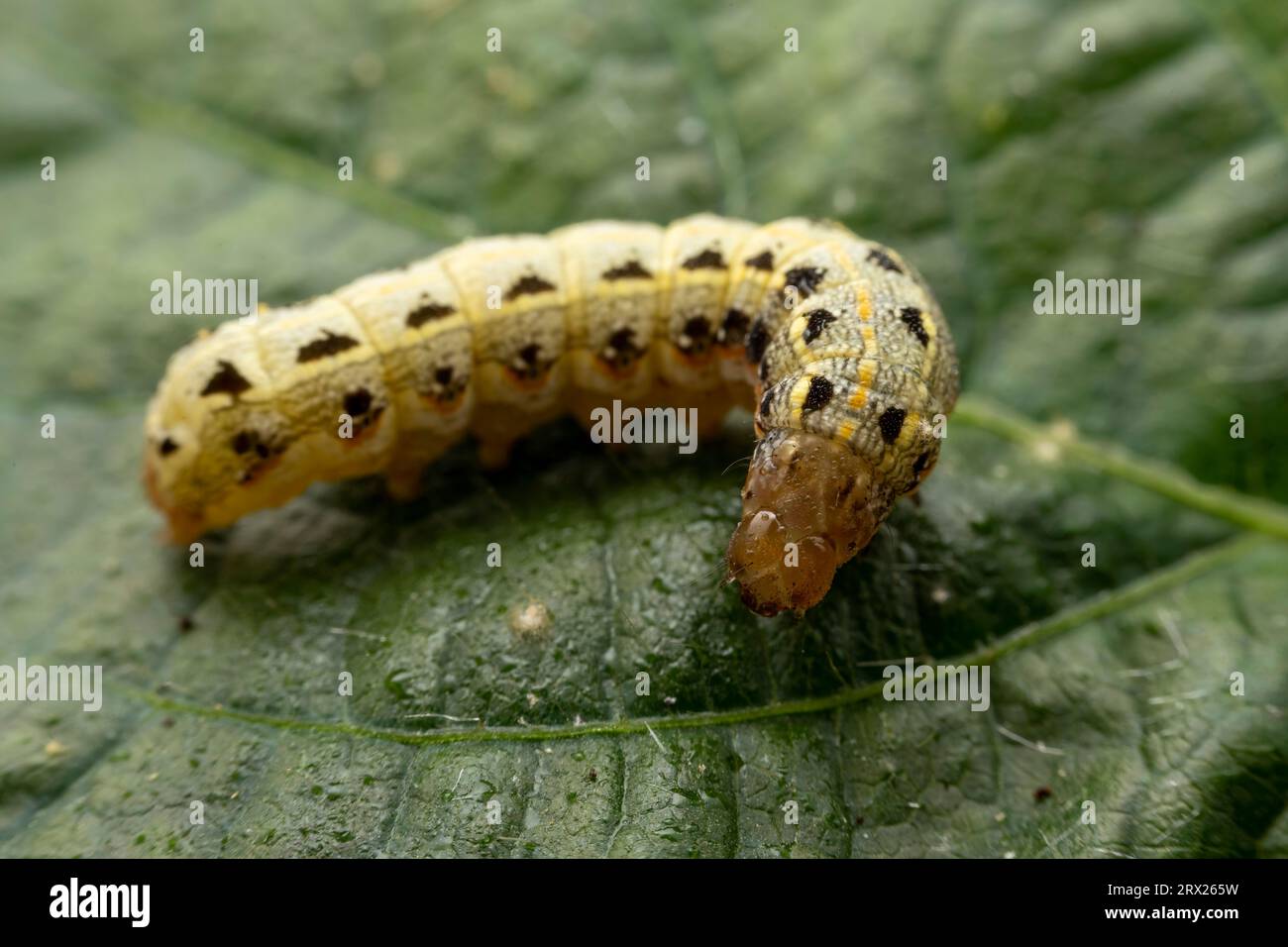 Spodoptera litura larva in the wild state Stock Photo - Alamy