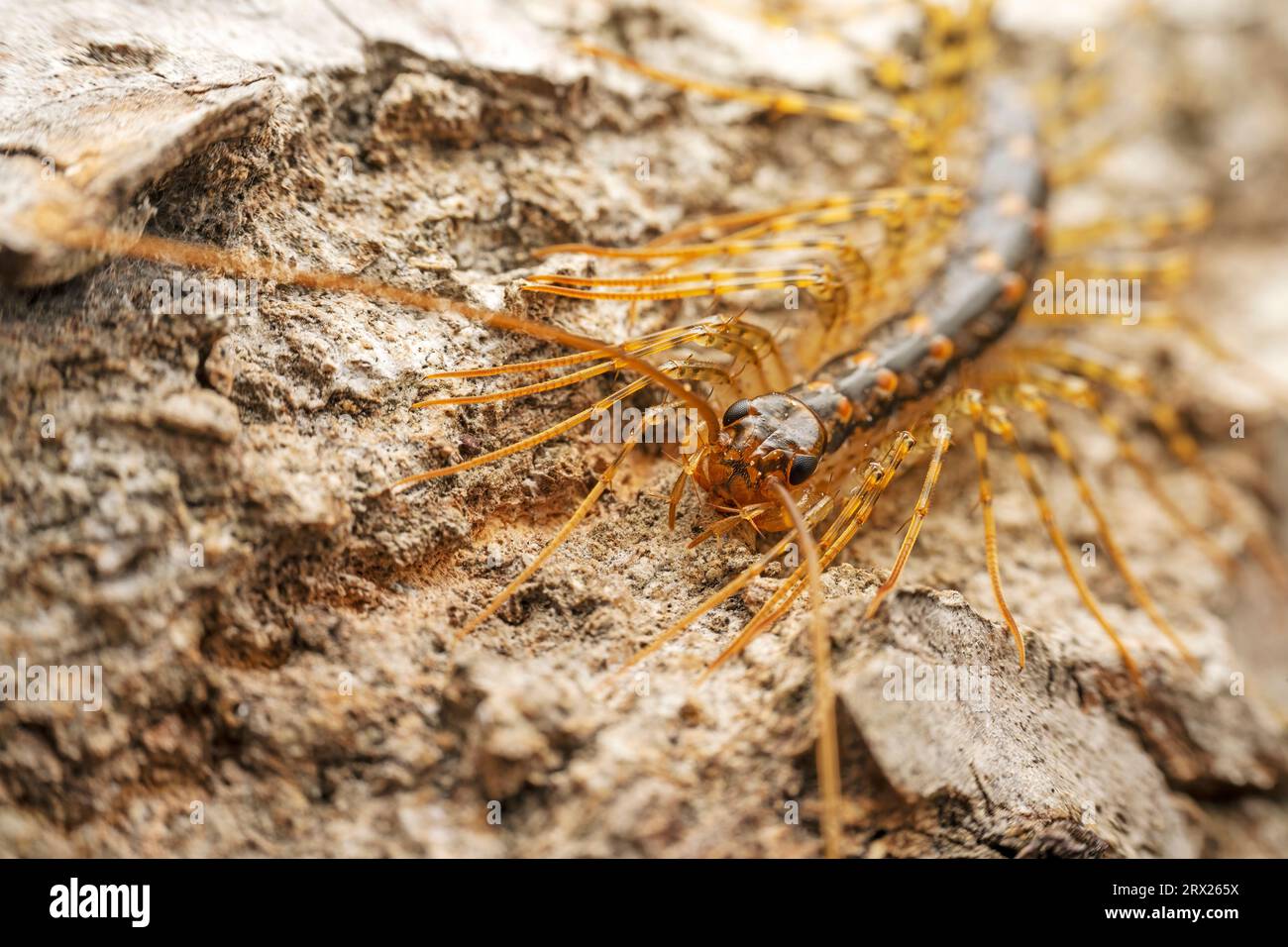 common house centipede in the wild state Stock Photo - Alamy