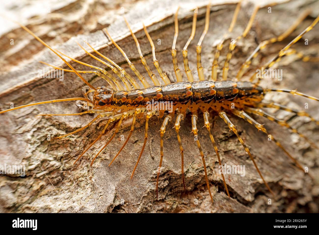 common house centipede in the wild state Stock Photo - Alamy