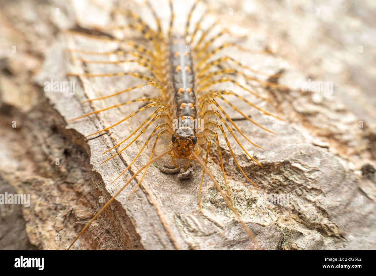 common house centipede in the wild state Stock Photo - Alamy