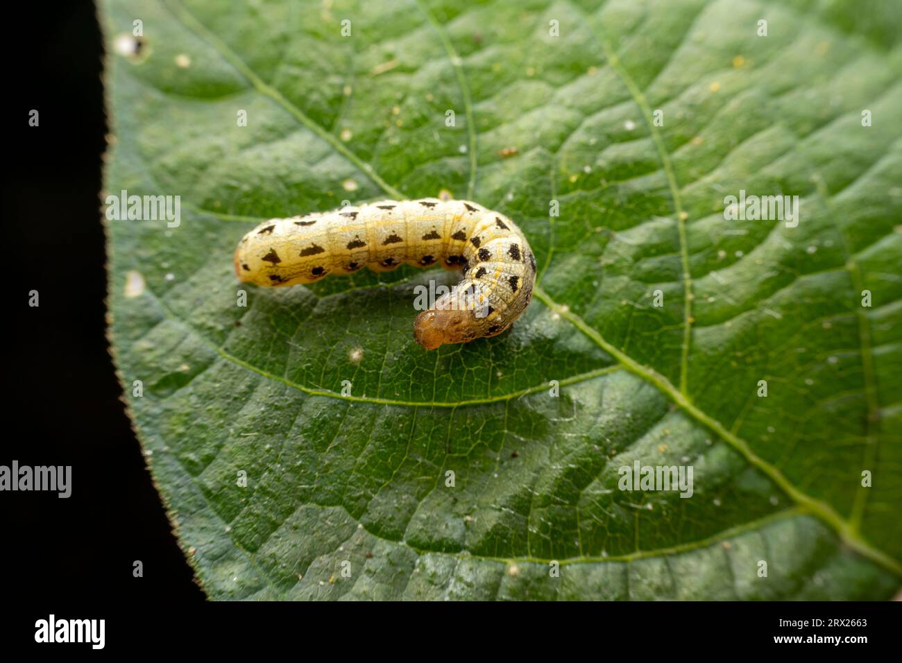 Spodoptera litura larva in the wild state Stock Photo - Alamy