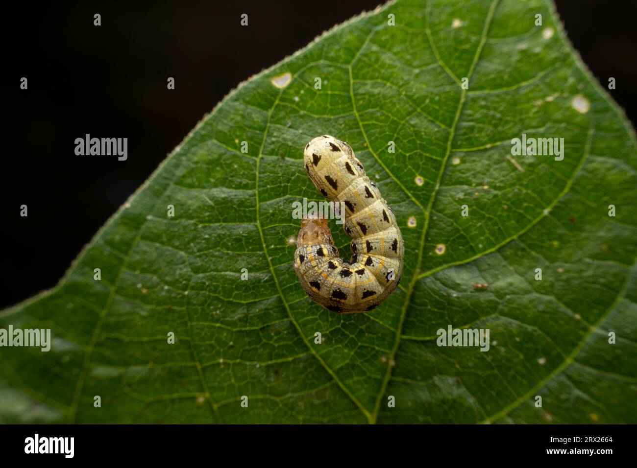 Spodoptera litura larva in the wild state Stock Photo - Alamy