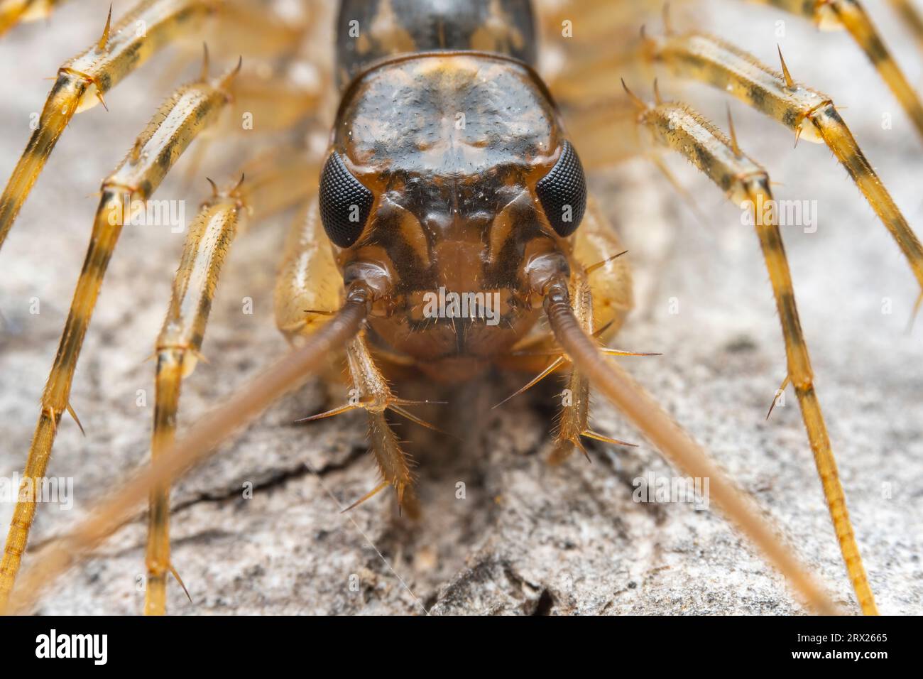 common house centipede in the wild state Stock Photo - Alamy