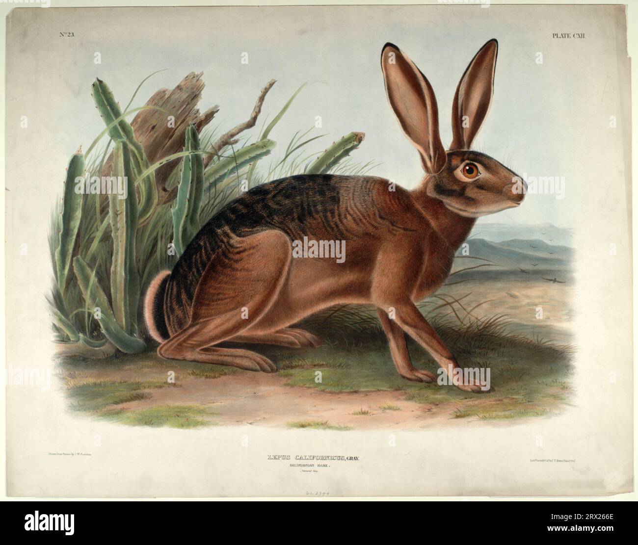 Lithograph, "Lepus Californicus". DL*60.2759. Peters Prints Collection ...