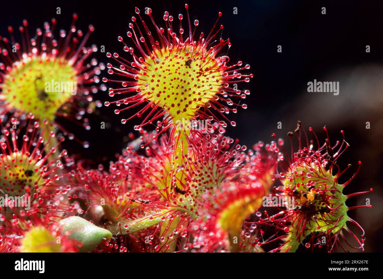 Common sundew belongs to the insect-catching plants ...