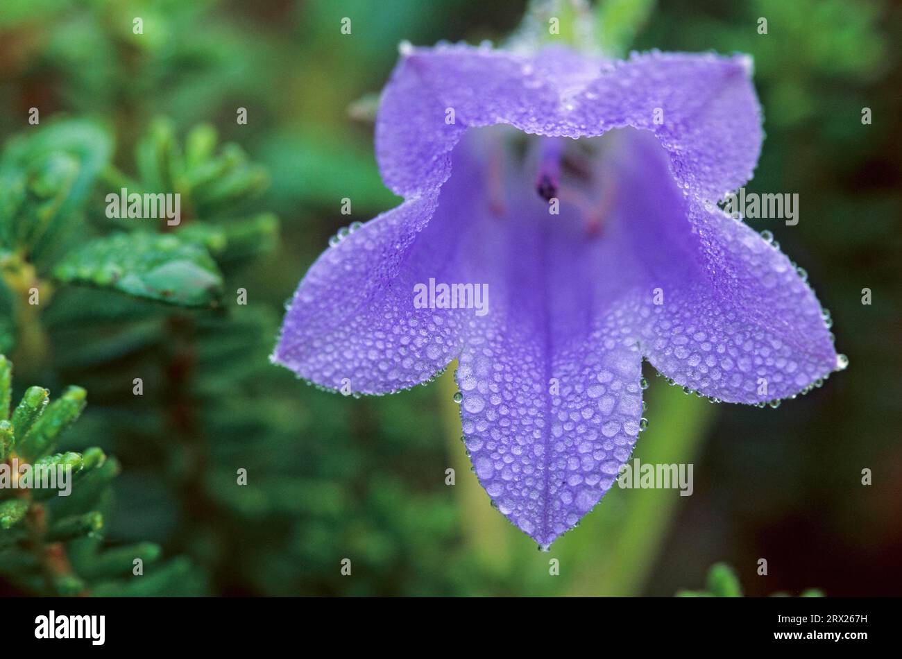 (Campanula) lasiocarpa is often visited by bumblebees, Mountain ...
