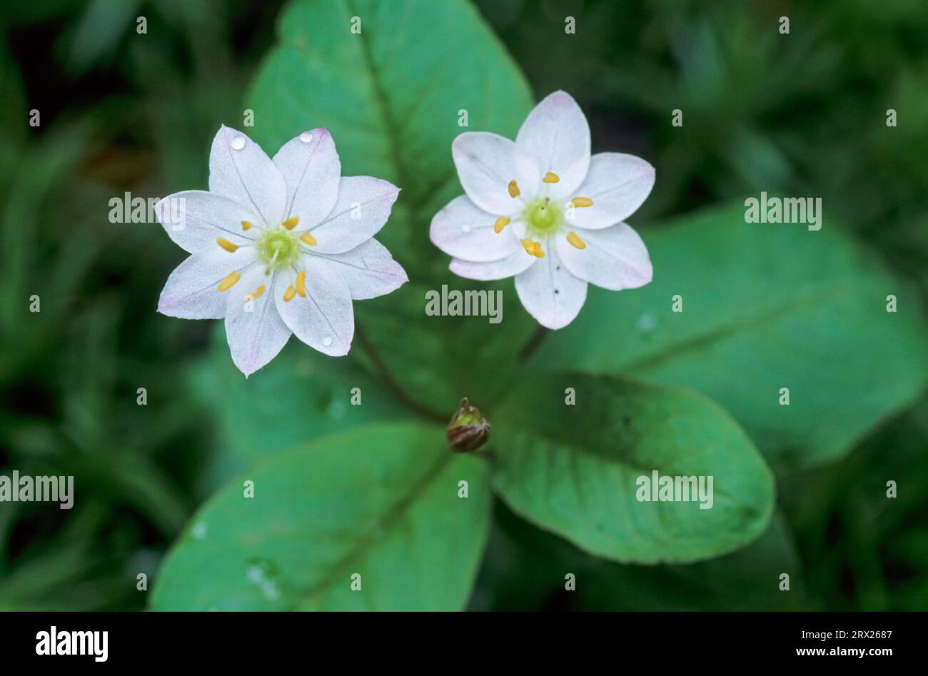 Seven-pointed Star its name refers to the flower with seven petals ...