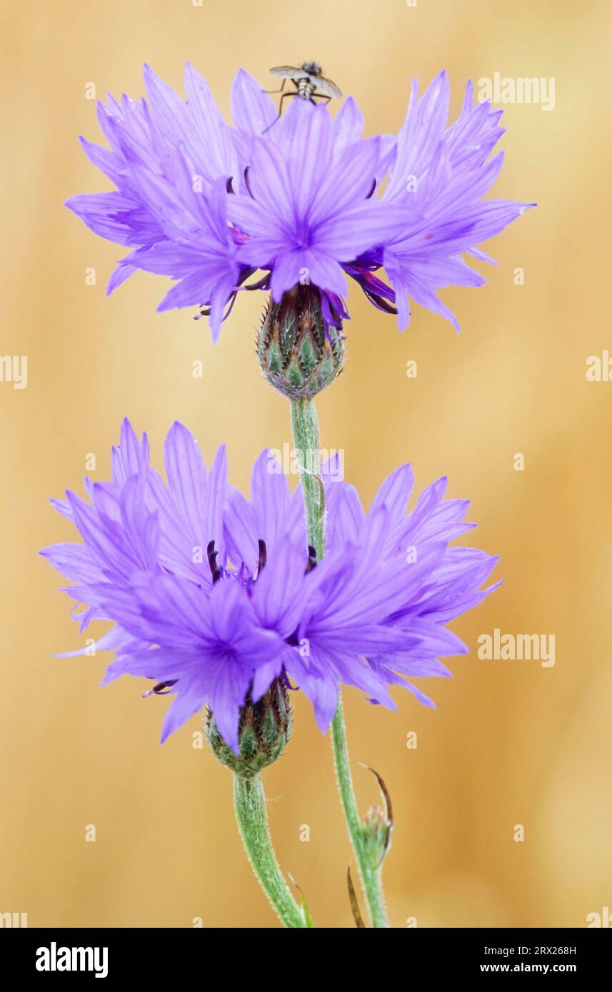 Cornflower (Centaurea cyanus) the seeds are very oily (Zyane ...