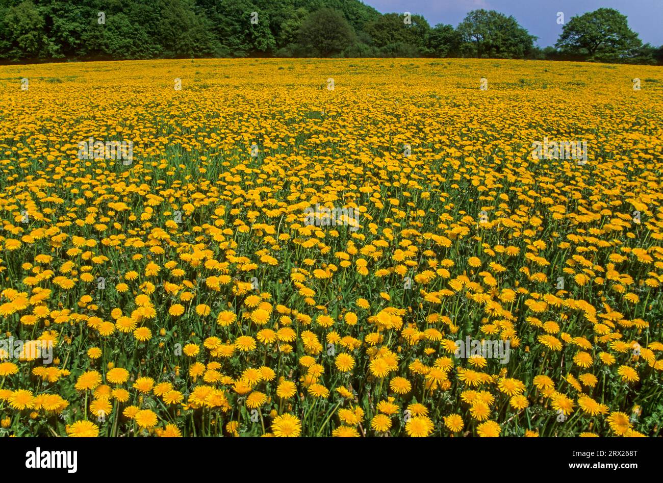 Common Dandelion (Taraxacum) the main flowering period is from April to ...