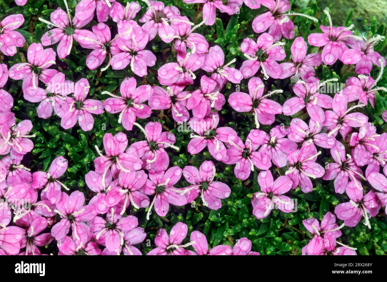 Mountain clove root hi-res stock photography and images - Alamy