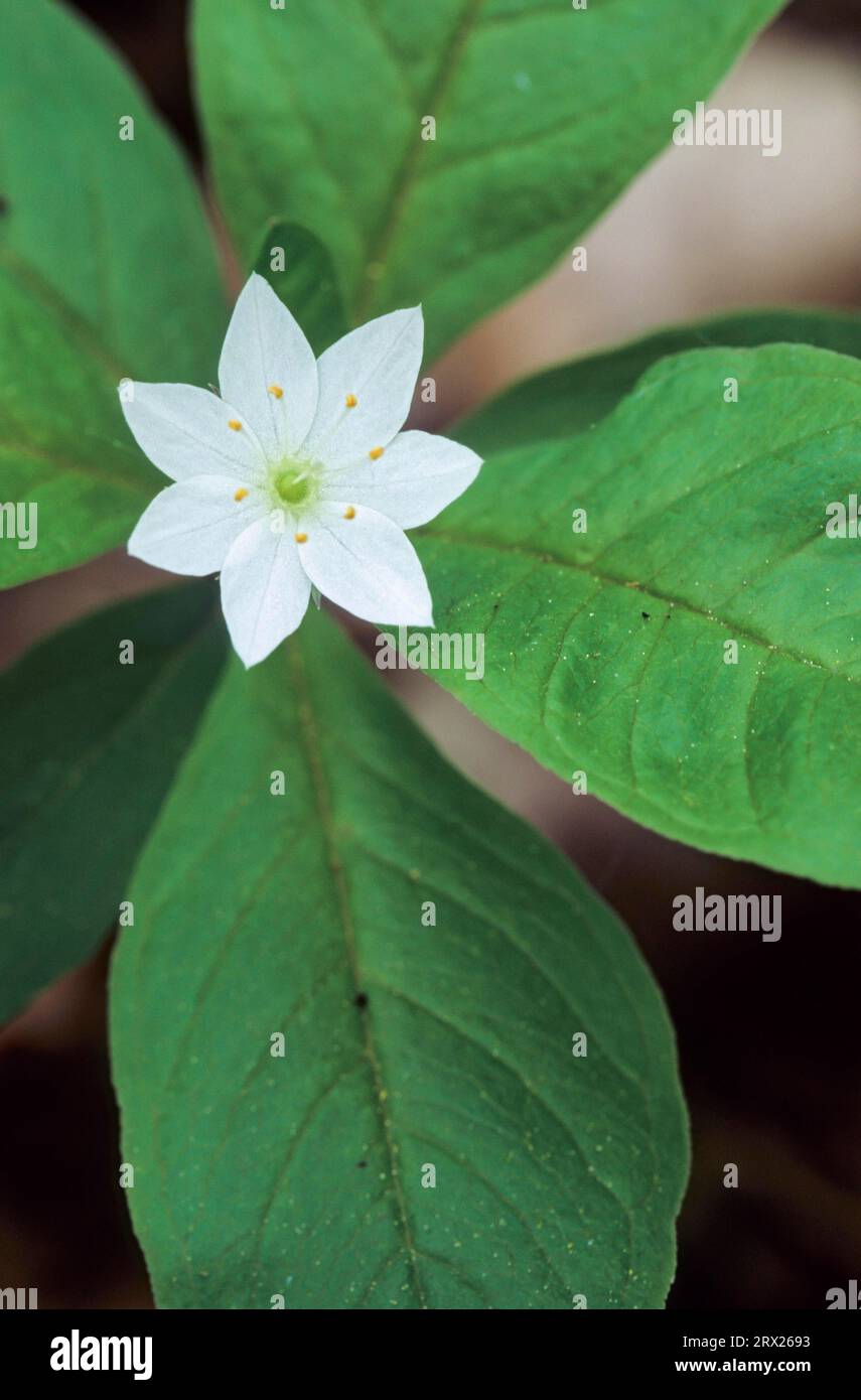 Seven-pointed Star its name refers to the flower with seven petals ...