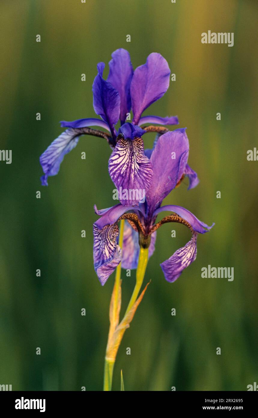 Siberian Iris (Iris sibirica) grows on wet meadows and forest meadows ...