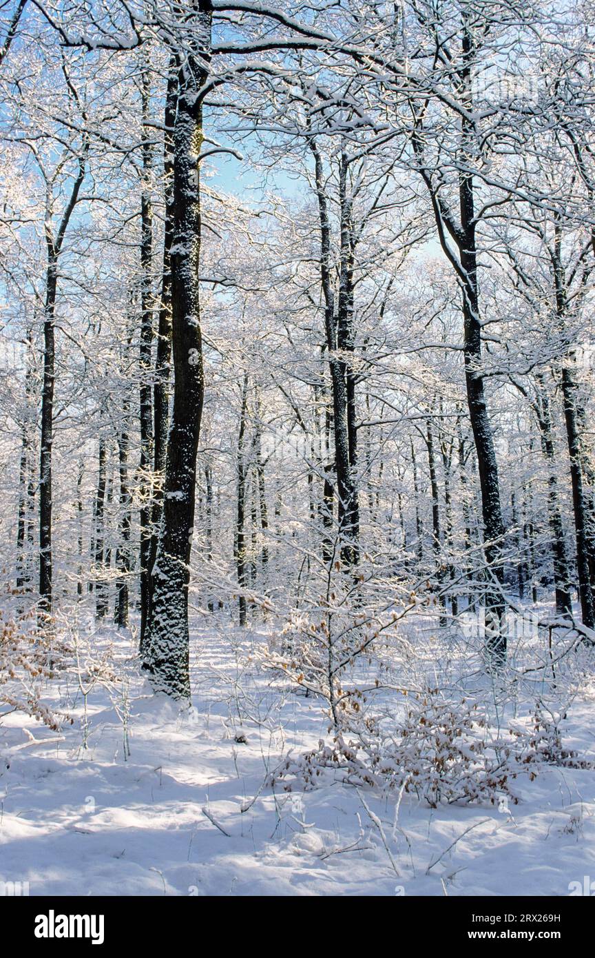 Winter forest with english oaks (Quercus robur) and Common Beech (Fagus ...