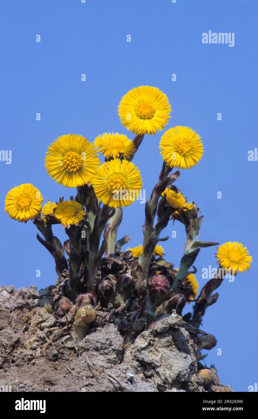 Coltsfoot (Tussilago farfara) is considered an important medicinal ...