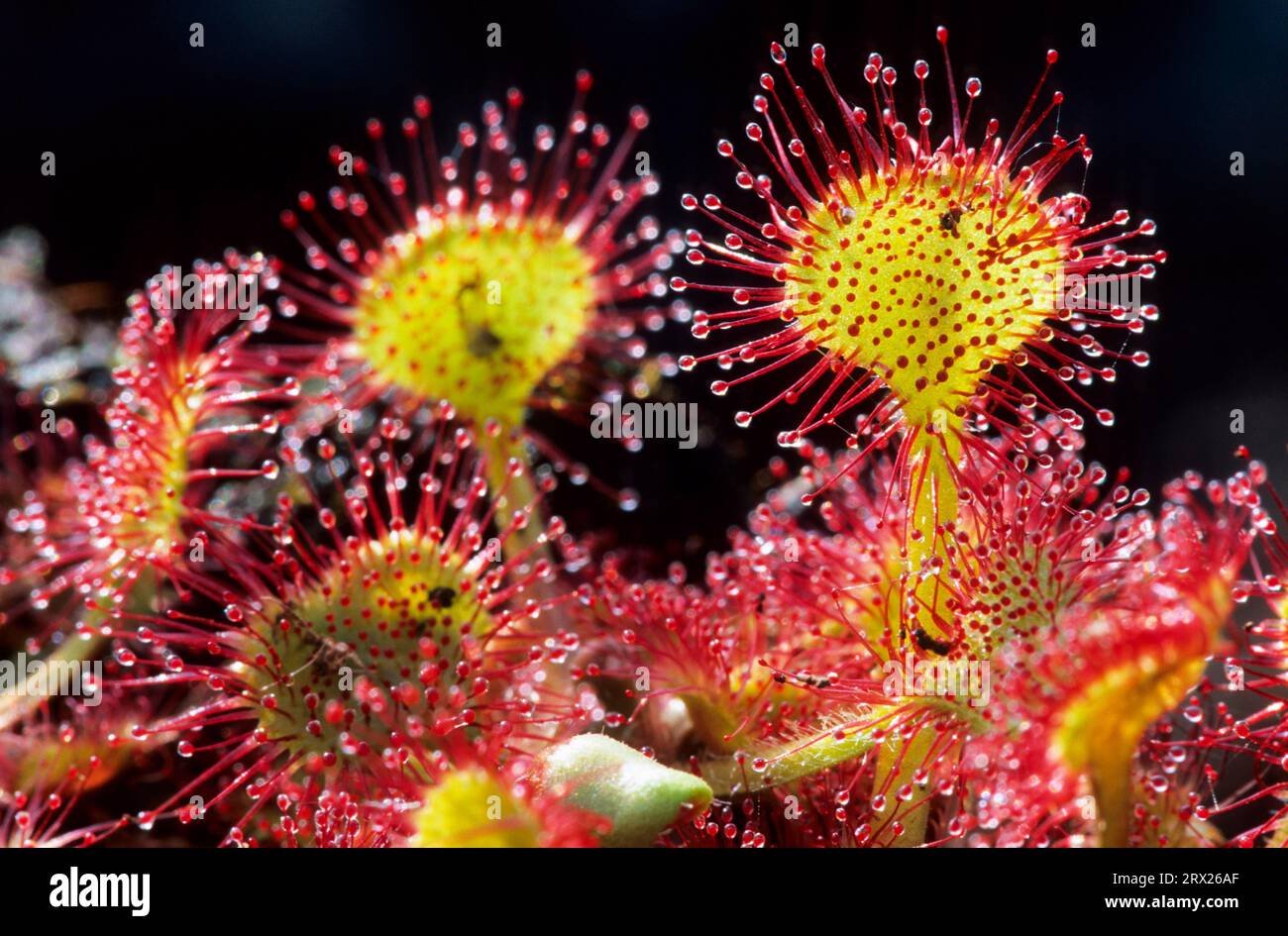 Insect catching hi-res stock photography and images - Alamy