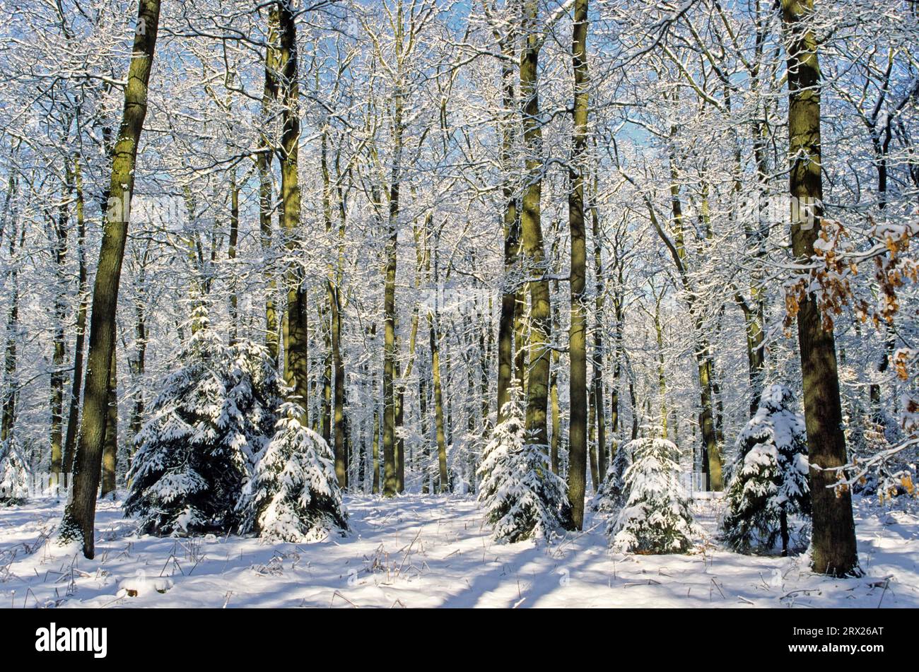 Winter forest with Pedunculate Oak (Quercus) and Common Beech and ...