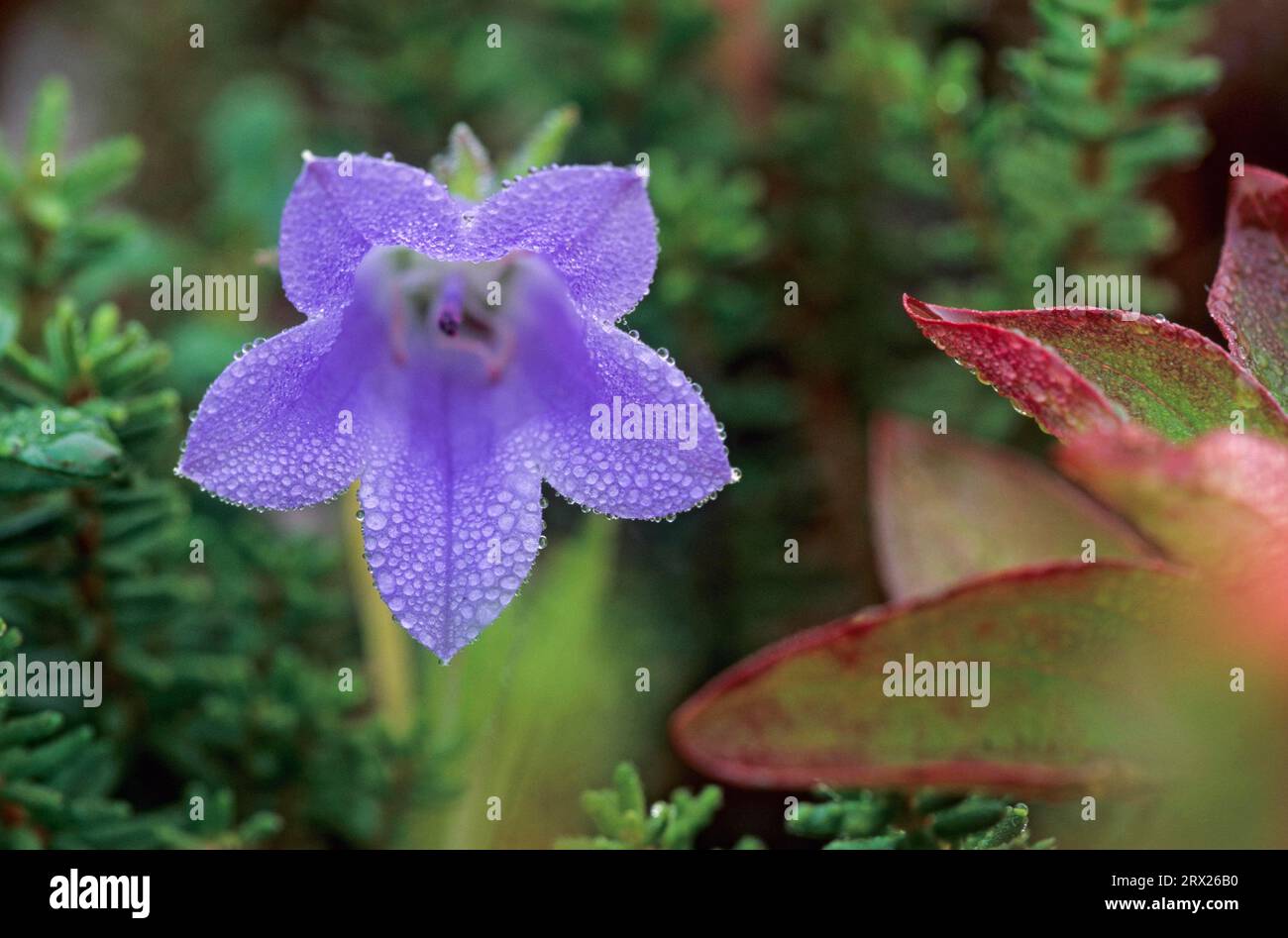 (Campanula) lasiocarpa is often visited by bumblebees, Mountain ...