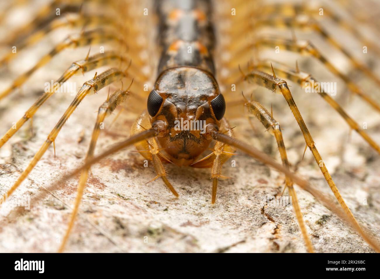 common house centipede in the wild state Stock Photo - Alamy