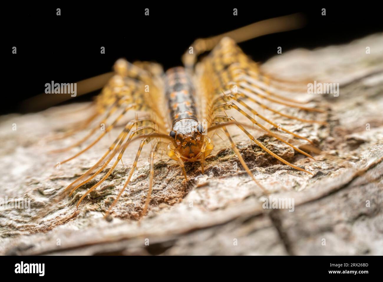 common house centipede in the wild state Stock Photo - Alamy