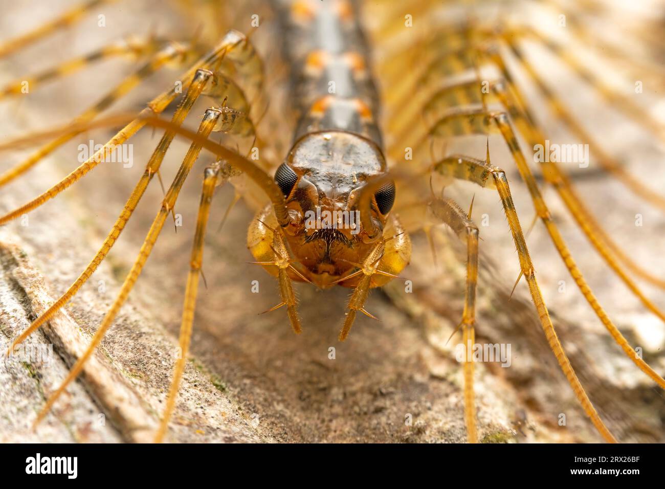 common house centipede in the wild state Stock Photo - Alamy