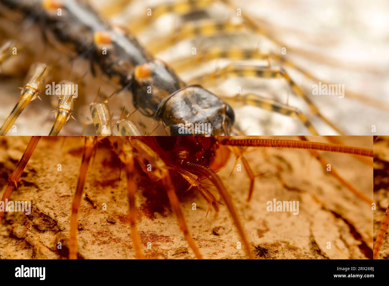 common house centipede in the wild state Stock Photo - Alamy
