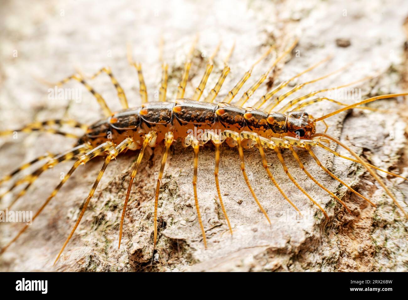 common house centipede in the wild state Stock Photo - Alamy