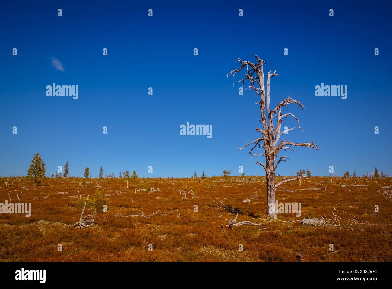 Tuntsa hi-res stock photography and images - Alamy