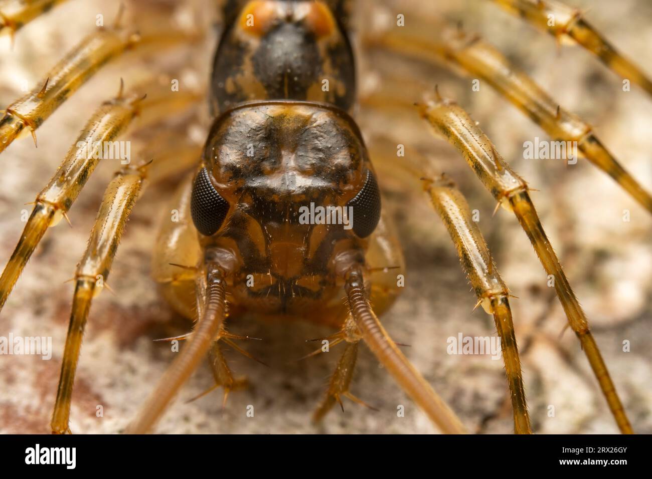 common house centipede in the wild state Stock Photo - Alamy