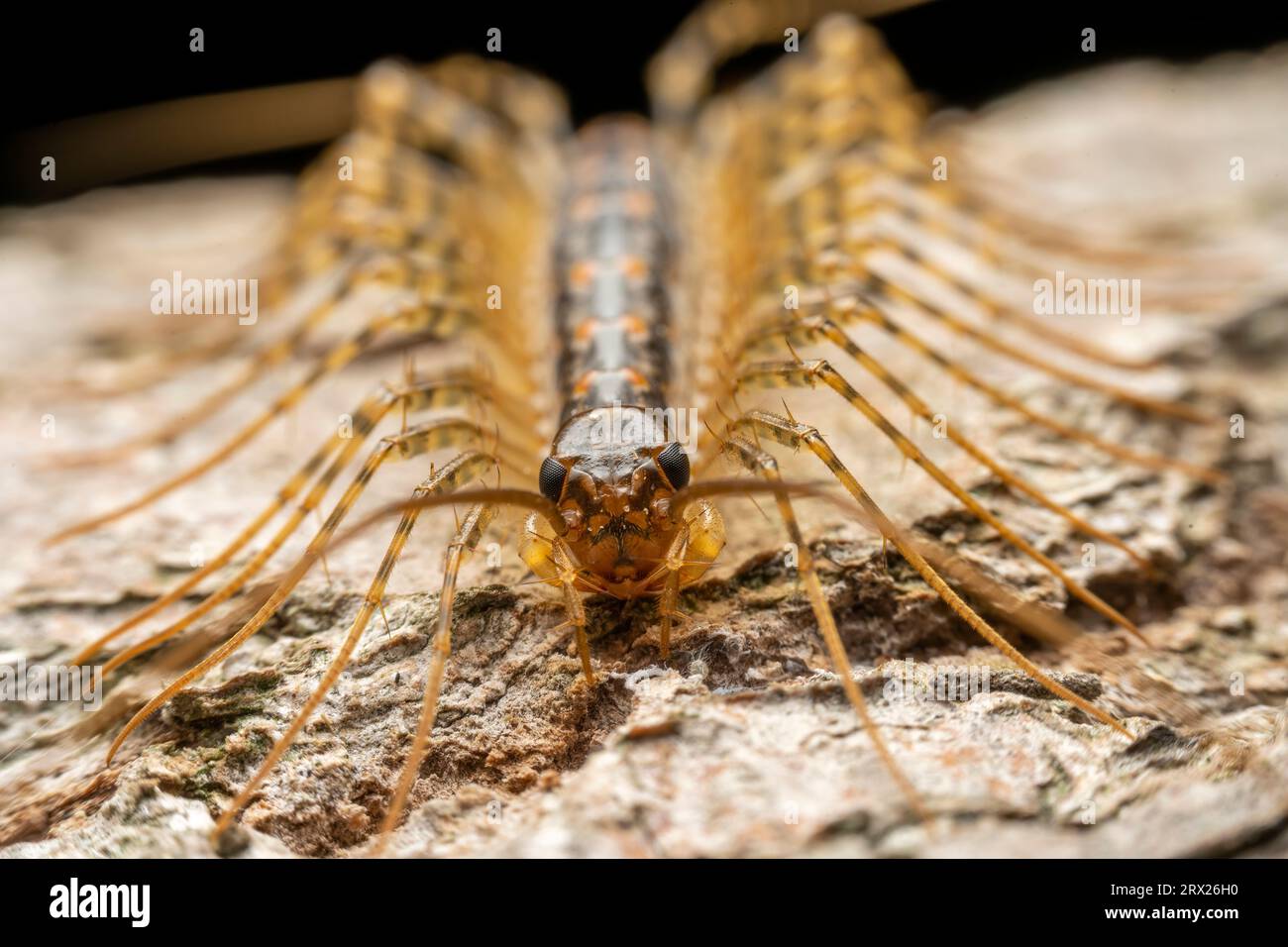 common house centipede in the wild state Stock Photo - Alamy