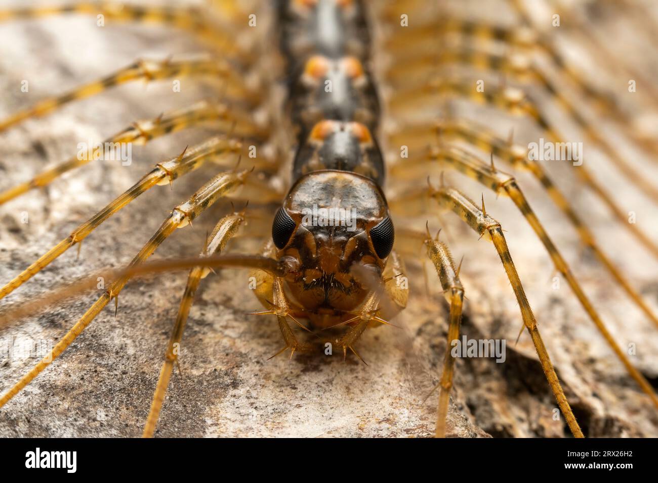 common house centipede in the wild state Stock Photo - Alamy