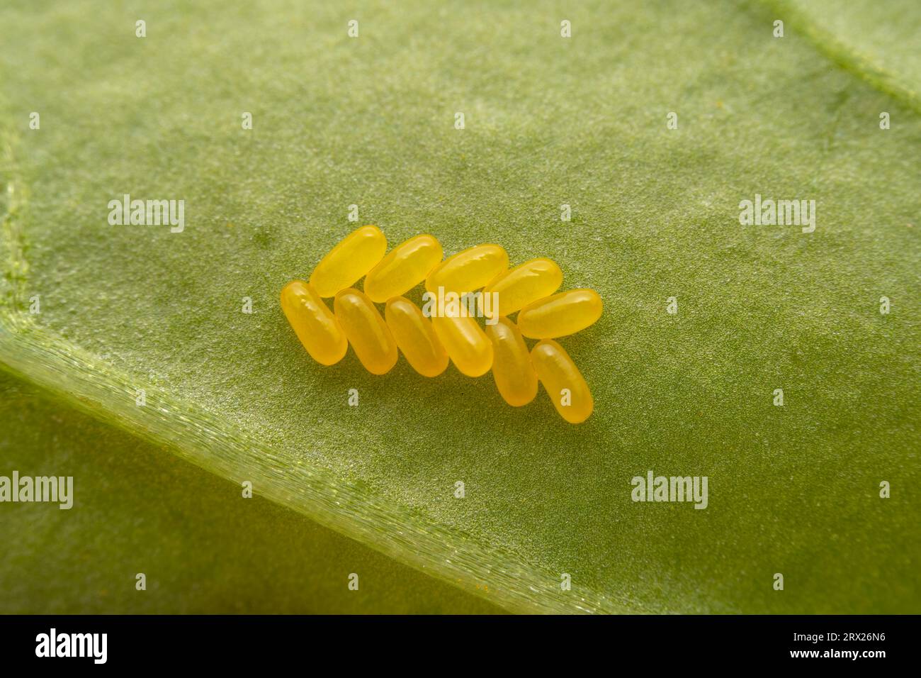 Insect eggs in the wild state Stock Photo - Alamy