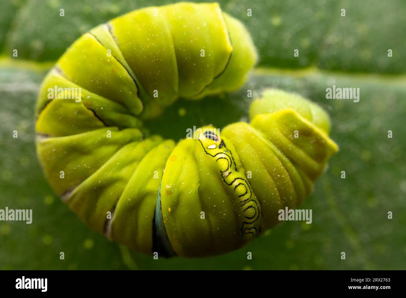 Papilio xuthus larva in the wild state Stock Photo - Alamy
