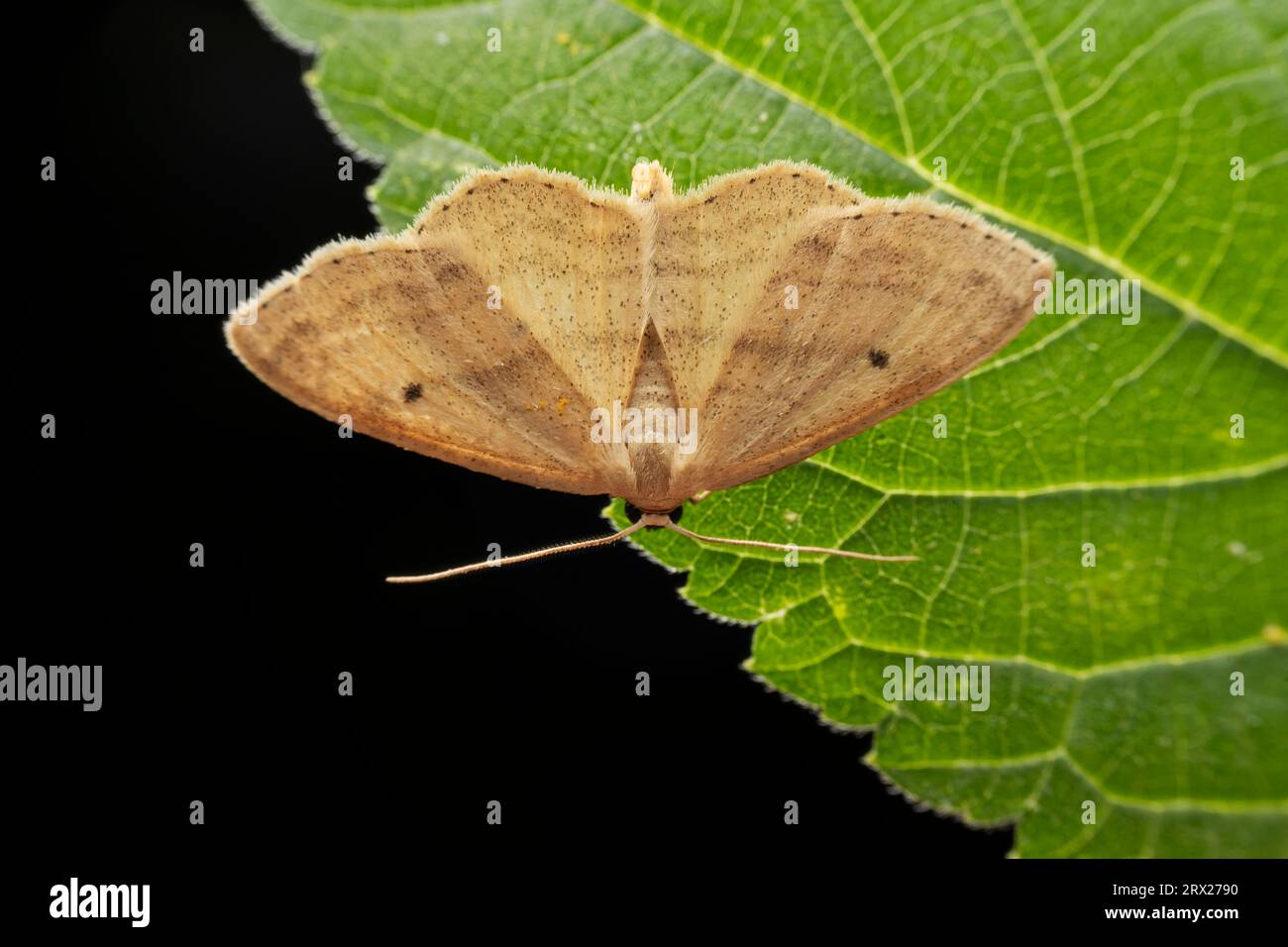 Geometridae in the wild state Stock Photo - Alamy
