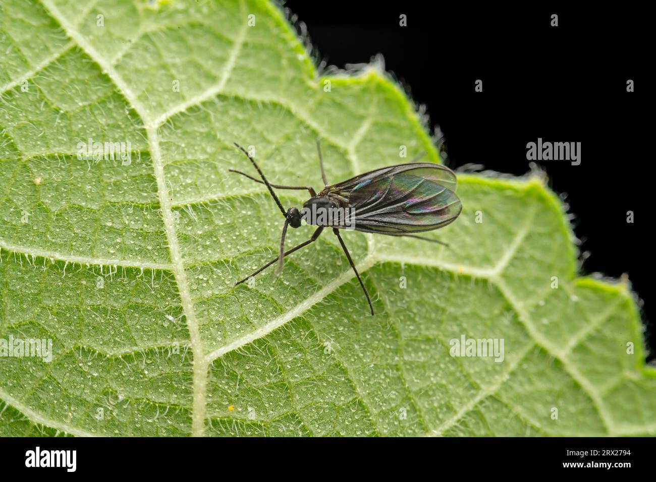 Fungus gnat insects hi-res stock photography and images - Alamy