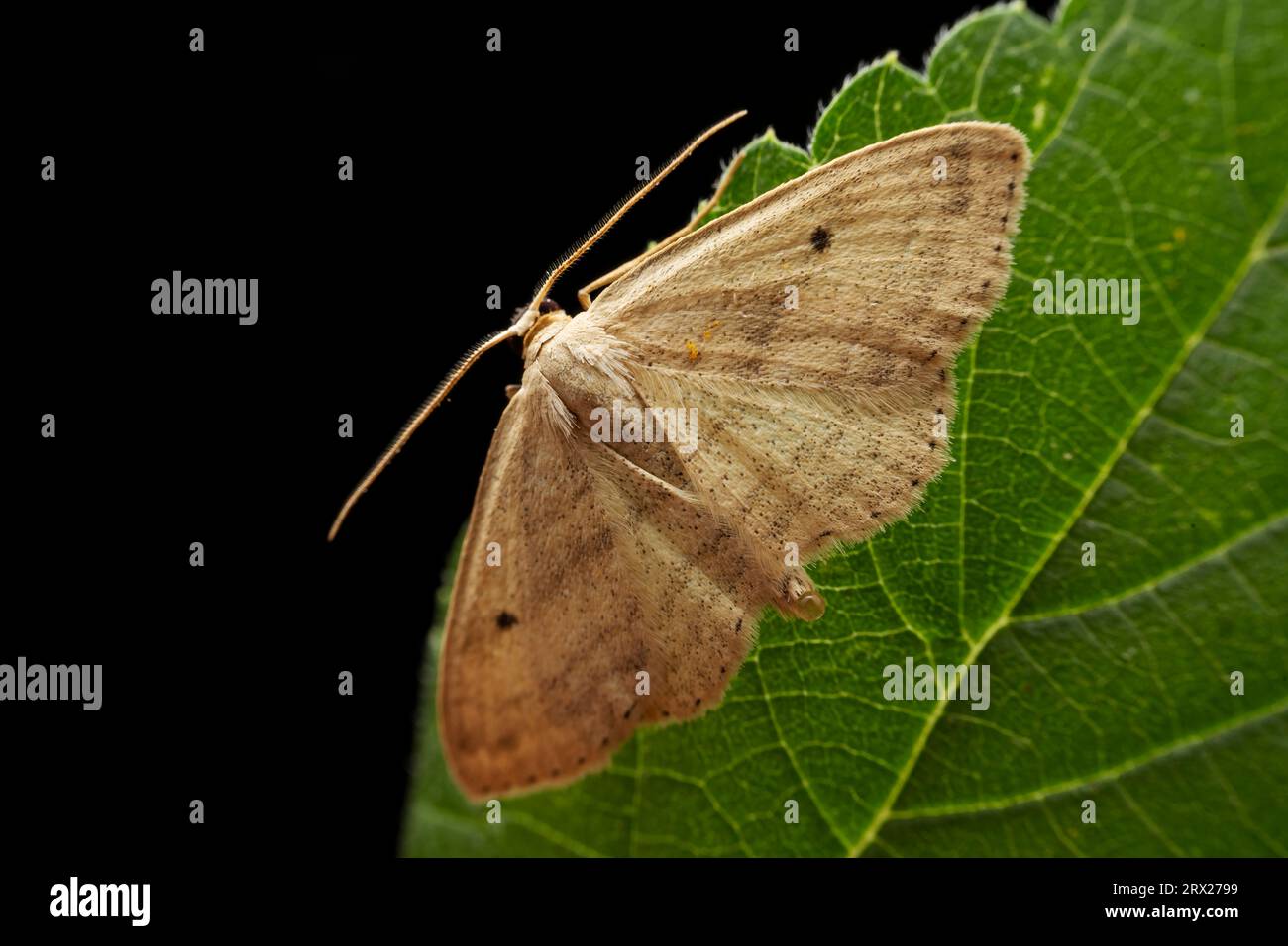Geometrid moth up close hi-res stock photography and images - Alamy