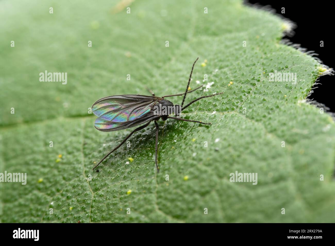 fungus gnat in the wild state Stock Photo - Alamy