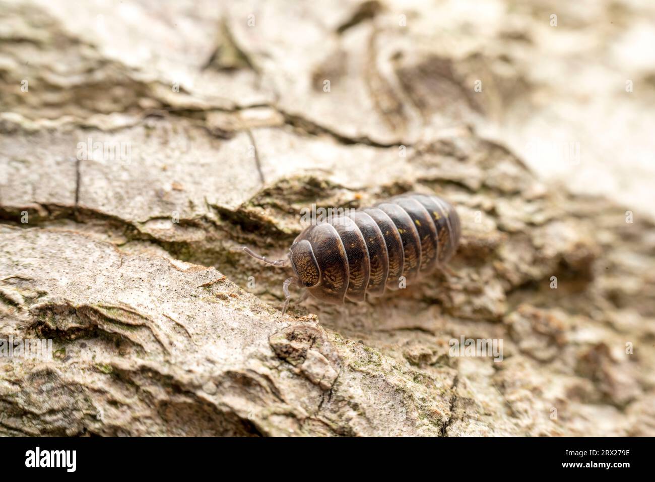 Pillworm hi-res stock photography and images - Alamy