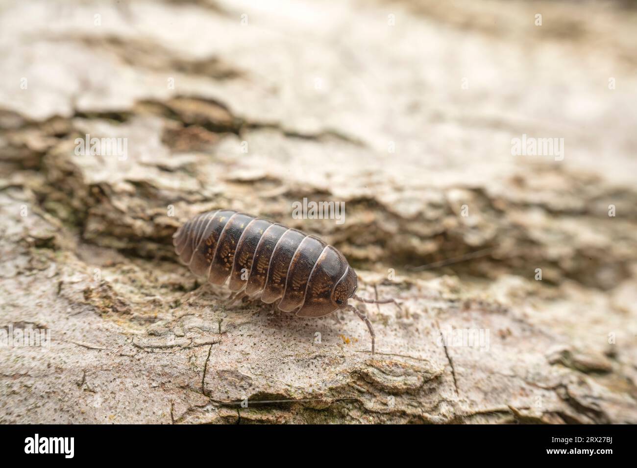 Pillworm hi-res stock photography and images - Alamy