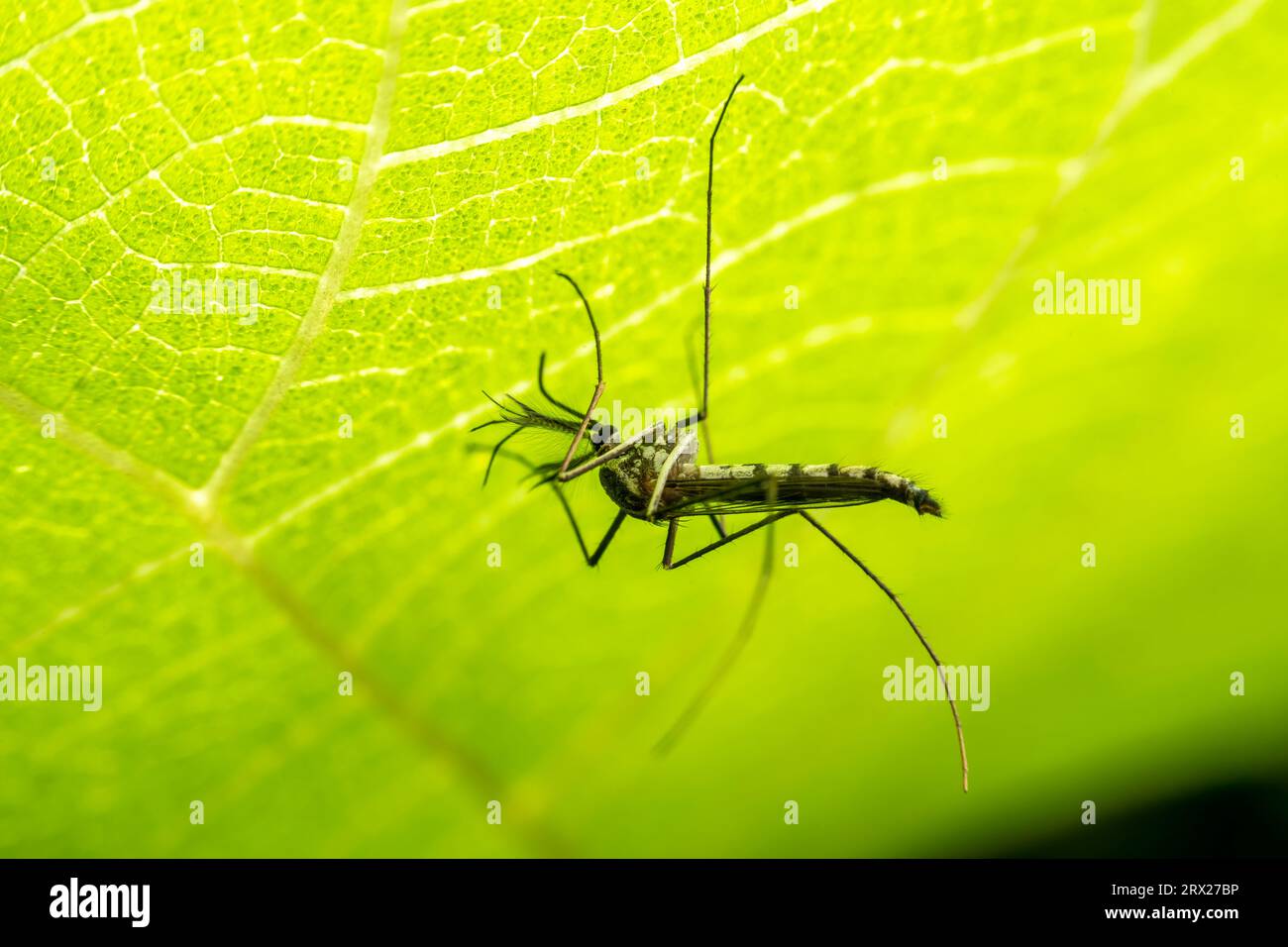 Male mosquito hi-res stock photography and images - Alamy
