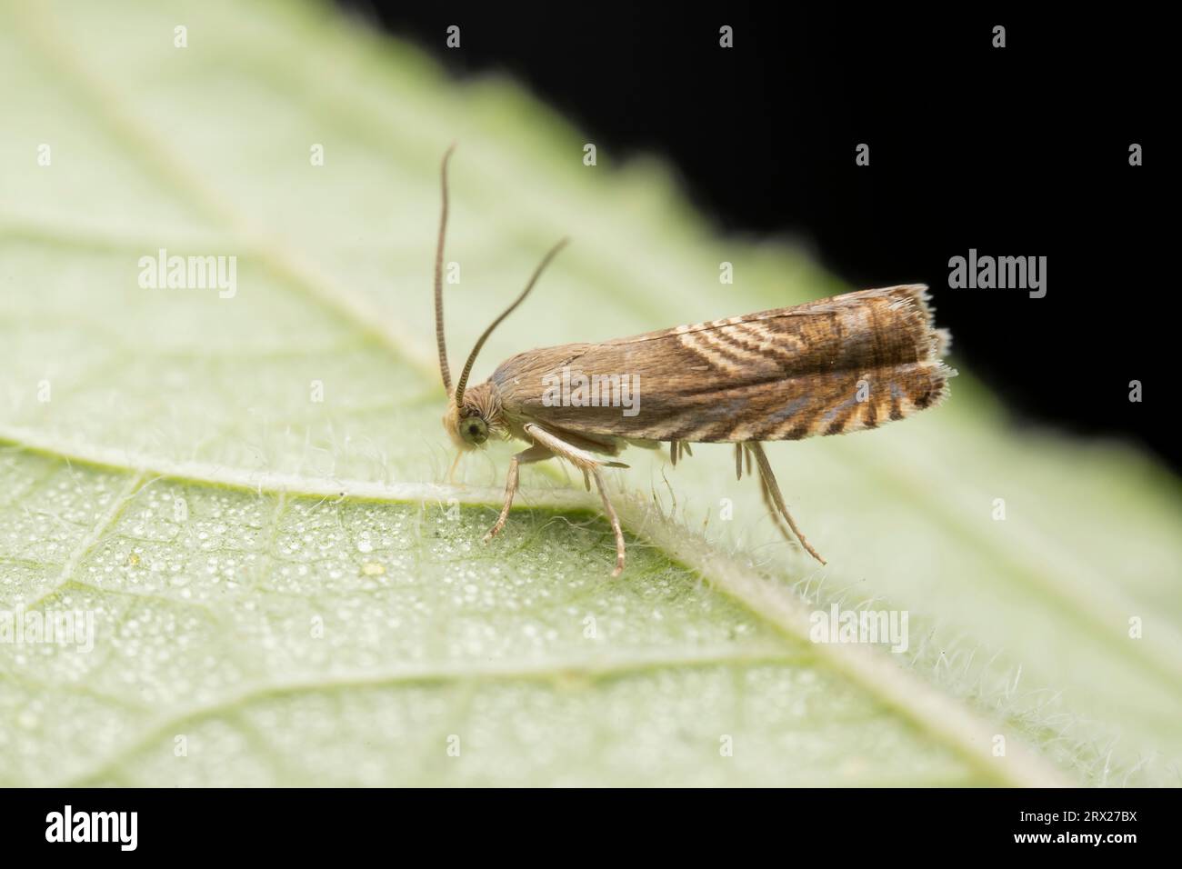 Grapholita delineana hi-res stock photography and images - Alamy