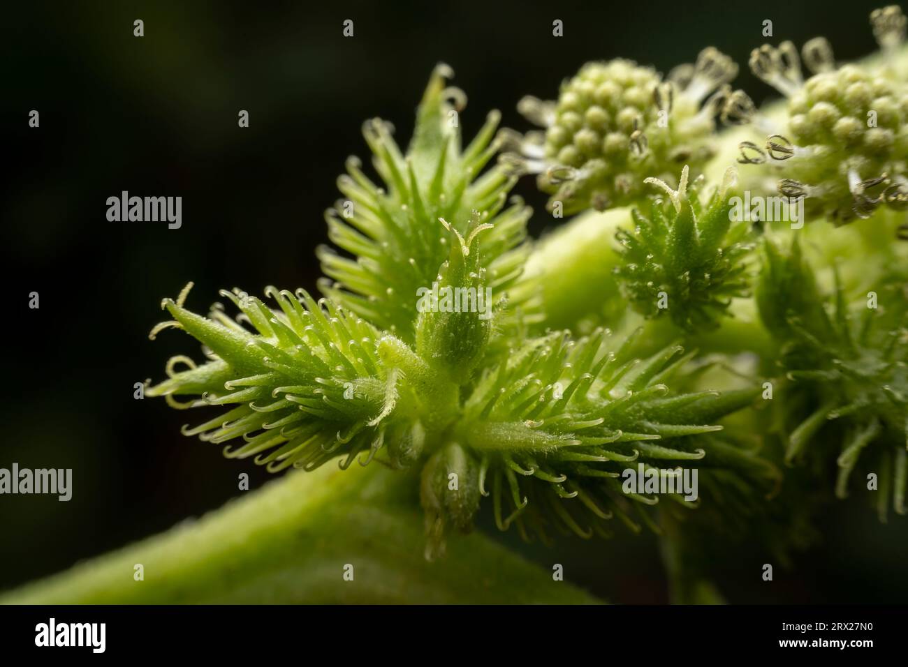 Siberian cocklebur fruit hi-res stock photography and images - Alamy