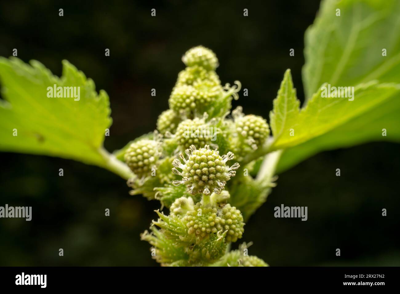 Xanthium fruit hi-res stock photography and images - Alamy