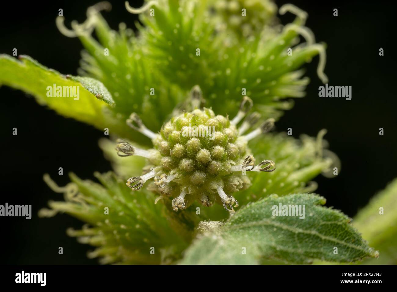 Xanthium fruit hi-res stock photography and images - Alamy