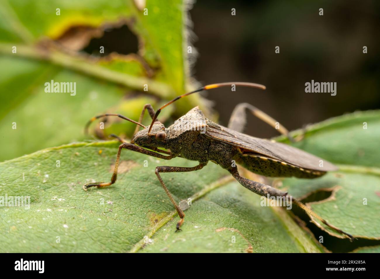 Pedestris hi-res stock photography and images - Alamy